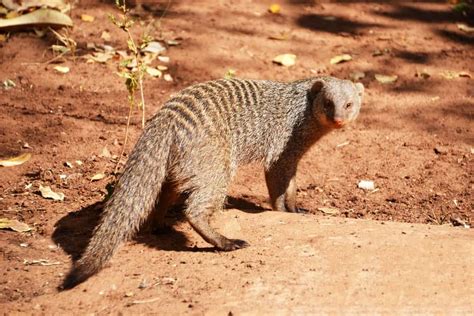 Mongoose Animal Facts Herpestidae A Z Animals