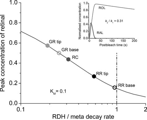 Assessing Relative Rates Of Retinal And Retinol Generation From The