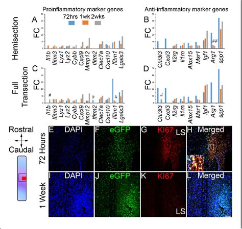 figure 2 from rna seq analysis of microglia reveals time dependent
