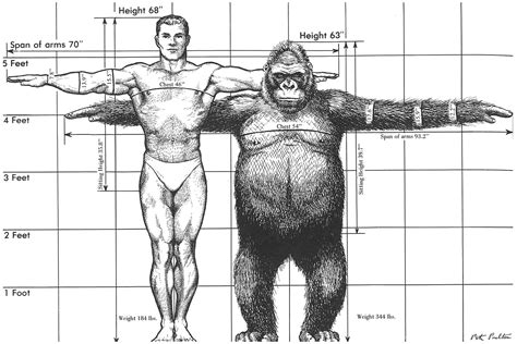 A Comparison Of Apes And Man — On Verticality