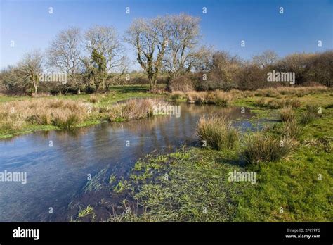 Chalk Stream Flowing Through Floodplain Habitat River Piddle Piddle