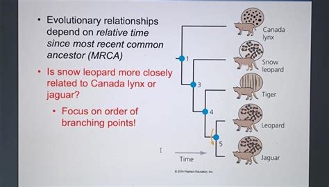 Solved Evolutionary Relationships Depend On Relative Time