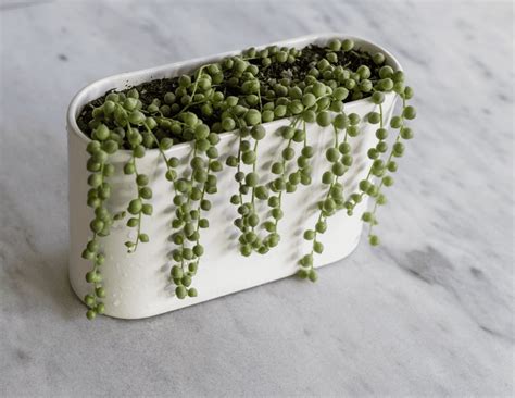 How To Make A Living Succulent Christmas Tree