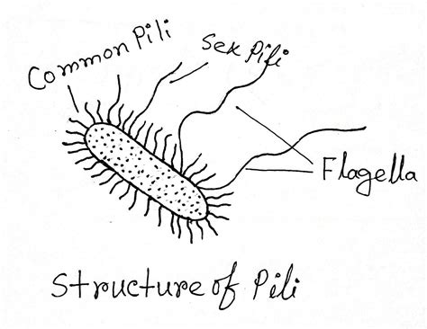 Structure And Function Of A Typical Bacterial Cell With Diagram