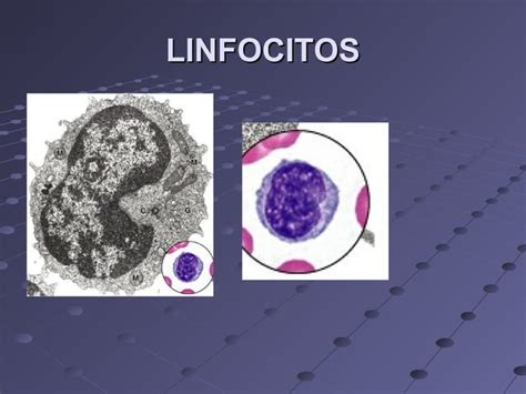 ERITROCITOS Y LEUCOCITOS PPT