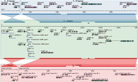 Syntenic Alignments Of C Elegans C Briggsae And C Remanei