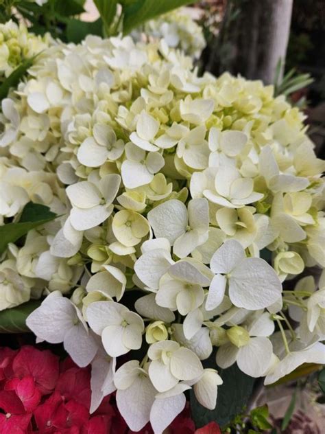 Hydrangea Tea Time™ White Hello Hello Plants