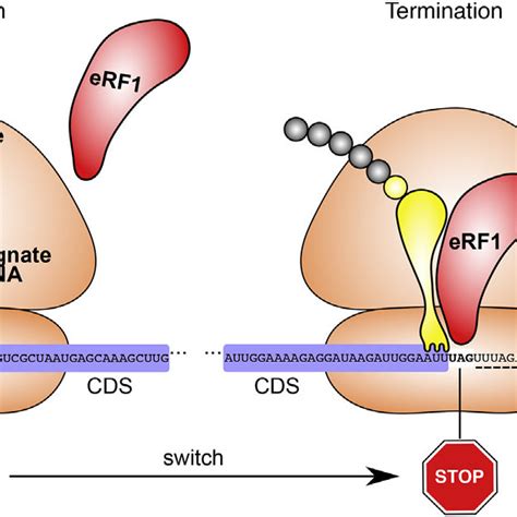 Pdf Genetic Codes With No Dedicated Stop Codon Context Dependent Translation Termination