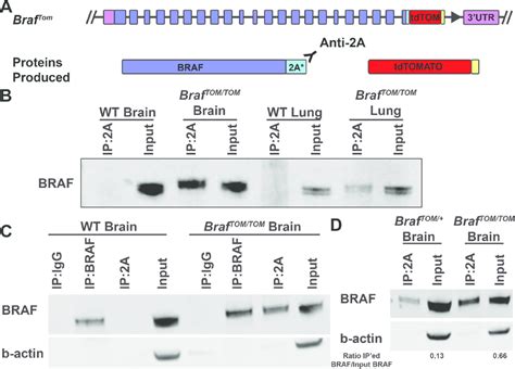 Epitope Utility Of The Cleaved P2a Peptide A Cleavage Of The P2a Download Scientific Diagram