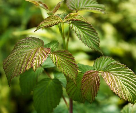 Phosphorus Deficiency In Plants Everything You Need To Know Homes