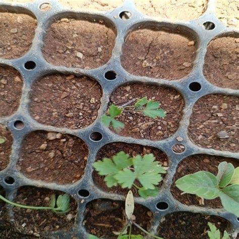 Sadek Aug Object Detection Dataset By Base