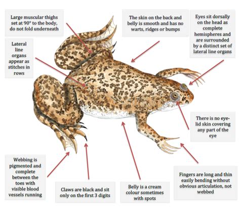 Xenopus In English About Dvc Tecniplast Uk