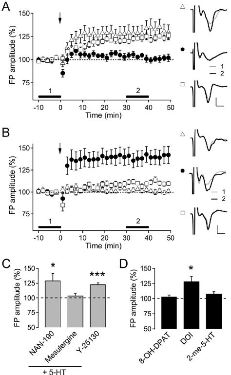 Figure 1 From Developmental Switch Of The Serotonergic Role In The Induction Of Synaptic Long