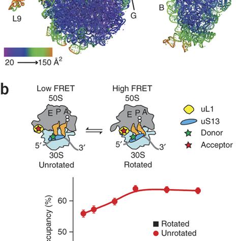 E Coli 70s Ribosome I In An Intermediate Rotated State A Ribosomal