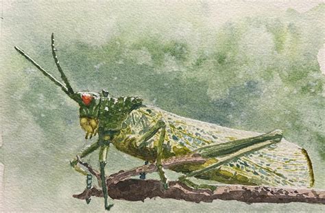 Grasshopper Study Lazyoption Watercolor 2023 Rart