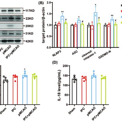 Ipc Inhibited The Activation Of Nlrp3 Inflammasome In Mice At 6 H Download Scientific Diagram