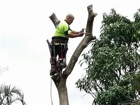 Tree Removal Brisbane Tree And Yard Specialists