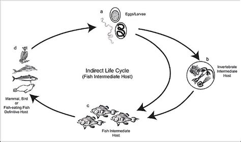 Nematode Roundworm Infections In Fish By Roy P E
