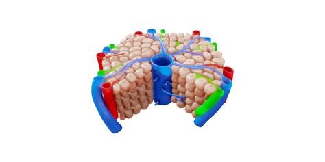 Hepatic Lobule Anatomy Superhive Formerly Blender Market
