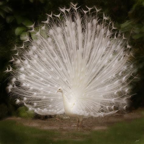 Albino Peacock Photograph By Joseph G Holland