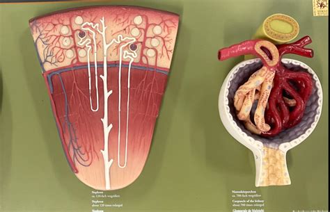 Nephron Model Diagram Quizlet