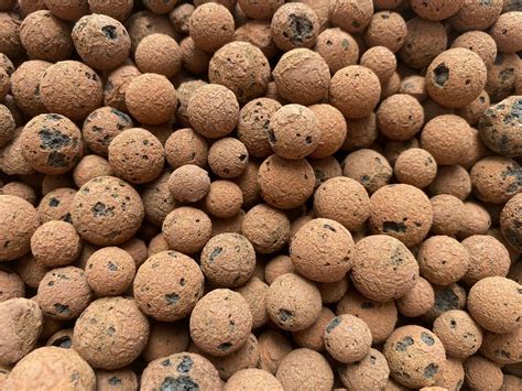 The Complete Guide To Leca Indoor Plant Addicts