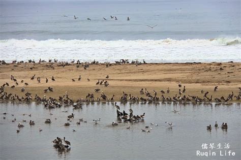 环美自驾｜加州1号公路：沿太平洋海岸尽览最美美国海景