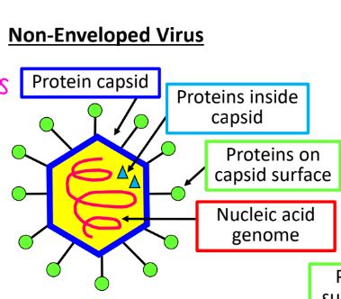 Virology Virus Structure And Classification Flashcards Quizlet