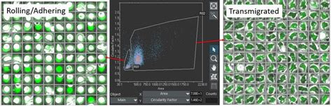 Label Free Transmigration Assay Using Scanr Truai For Self Learning Microscopy Olympus Ls
