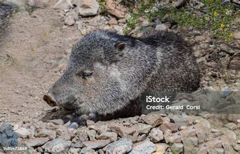 Peccary Berkerah Dalam Keluarga Tayassuidae Yang Ditemukan Di Amerika Utara Tengah Dan Selatan