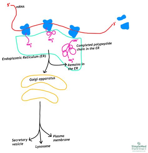 Protein Targeting SimpleMed Learning Medicine Simplified