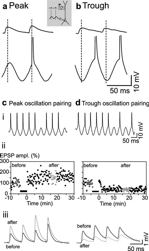Oscillation Pairing Protocols And Examples Of Resulting Synaptic Download Scientific Diagram