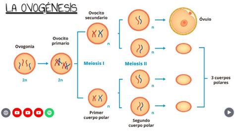 Desarrollo De La Ovogénesis Fisiología De Los óvulos Haro