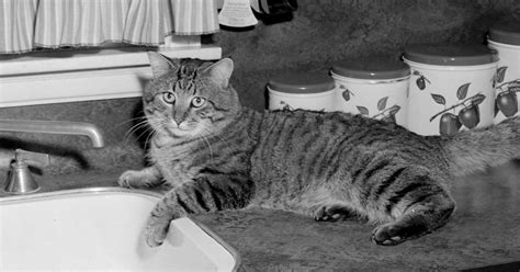 Feline Friends Historic Photos Of Cats At The American Heritage Center