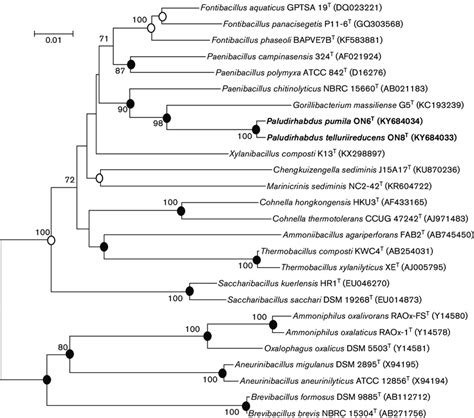 Unrooted Phylogenetic Tree Reconstructed Using The Nj Method Based On