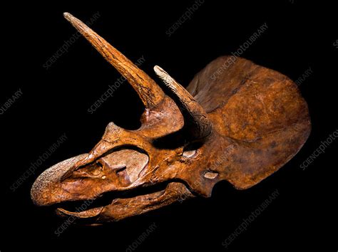 Triceratops Skull Fossil Stock Image C036 2136 Science Photo Library