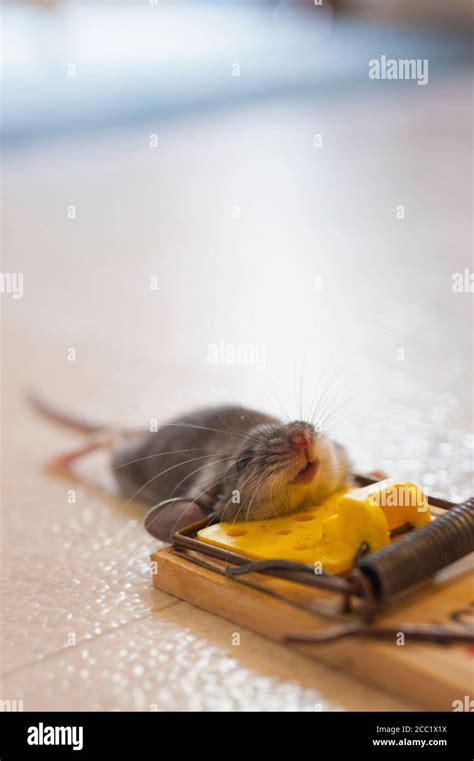 Caught In Trap At Joan Dudley Blog