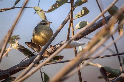Cape Crombec Spotted In South Africas Kruger National Park Photo