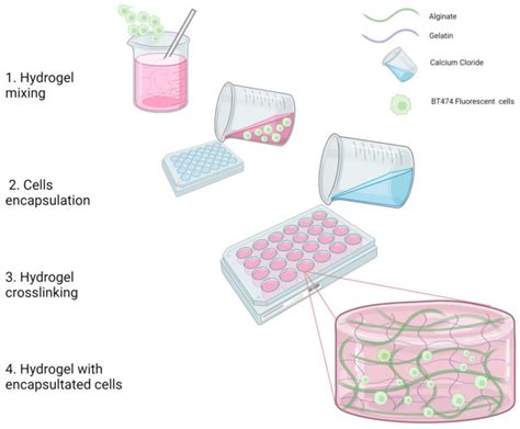 Polymers Free Full Text Embedded Living Her2 Cells In A 3d Gelatin Alginate Hydrogel As An