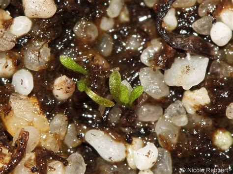 Utricularia Tenella Photos