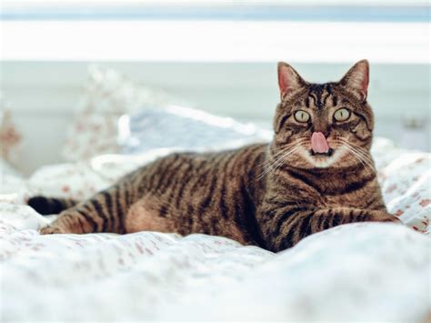 Why Feline Idiopathic Cystitis Is So Hard To Diagnose
