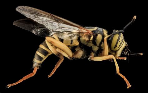 Yellow Jacket Wasp Everything You Need To Know Learn About Nature