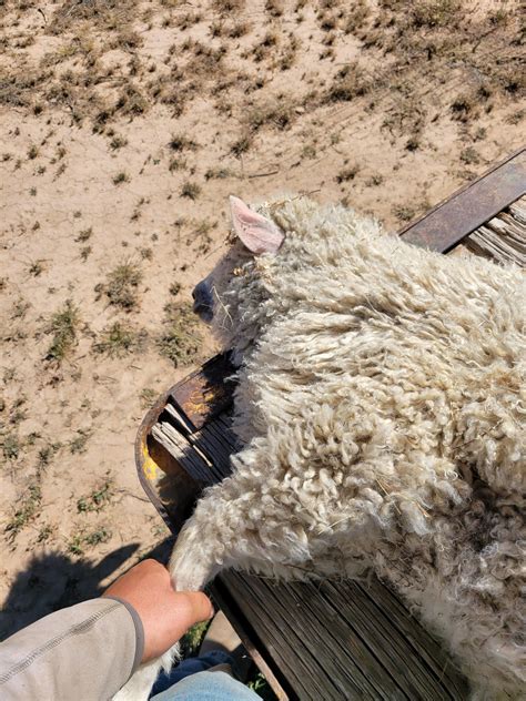 Pursuit Predator Rnatureofpredators