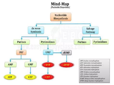 Biosynthesis Of Purine And Pyrimidine Pptx