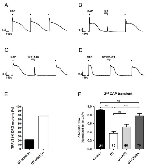 Oxytocin Induced Decrease In Capsaicin Induced Calcium Transients In