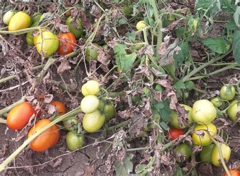 Ralstonia Solanacearum Prevention And Speed Are Essential Tomato News