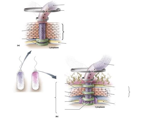Flagellum Diagram Quizlet