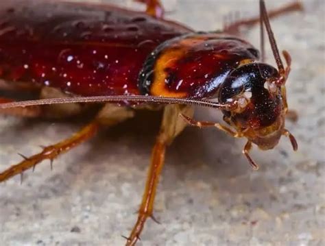 Living With Insects In Florida A Comprehensive Guide