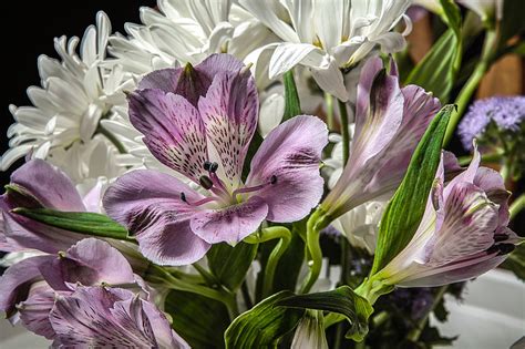 Open Lily Photograph By Ray Congrove Pixels