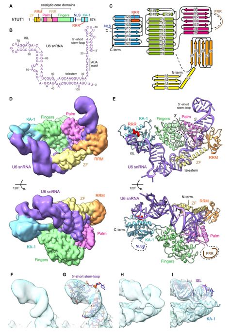 Protein Nucleic Acid Complexes Structure Characterization Service Cryo Em Mtoz Biolabs